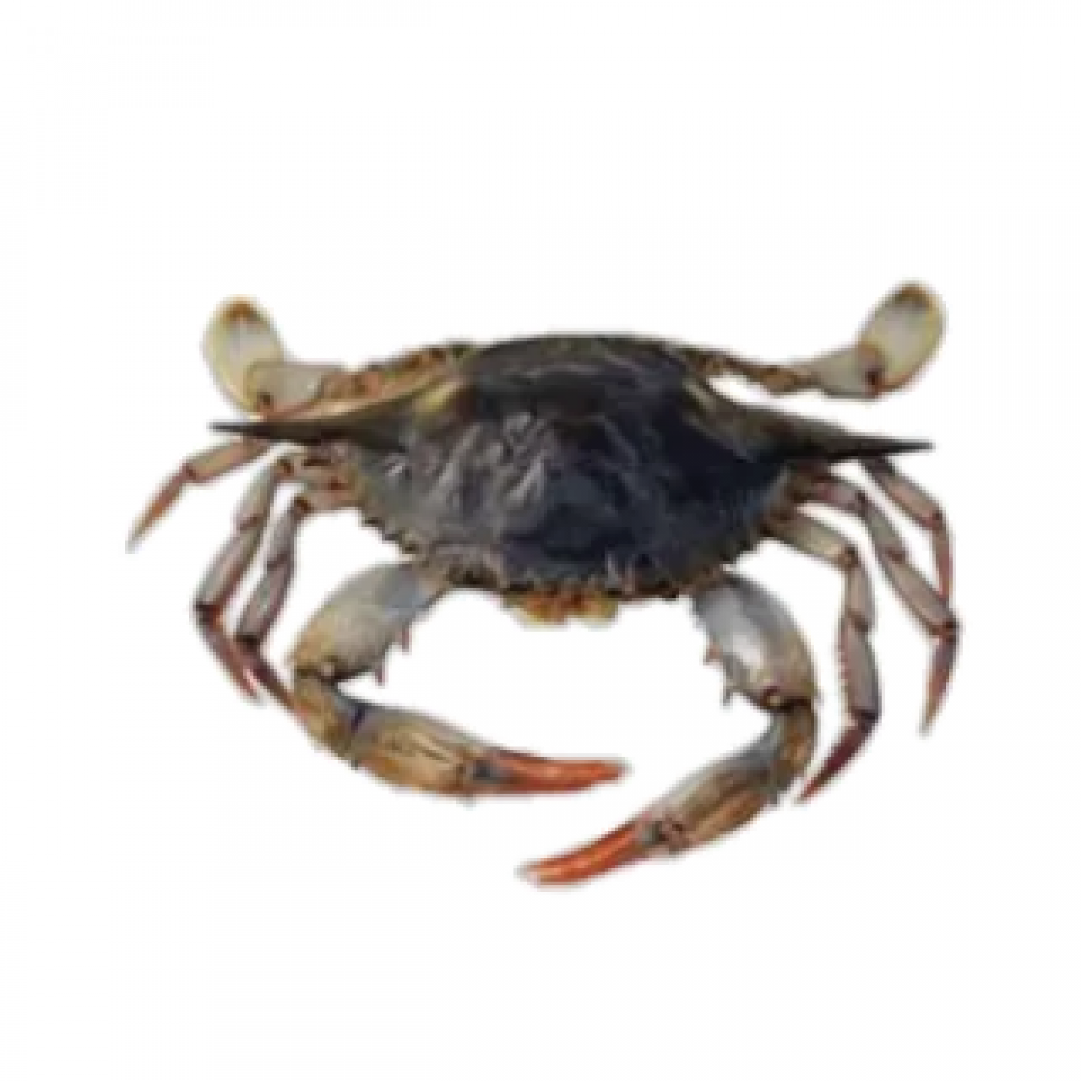 SOFT SHELL CRAB 100/120 - Peng Kee Enterprise Sdn Bhd - Online Store